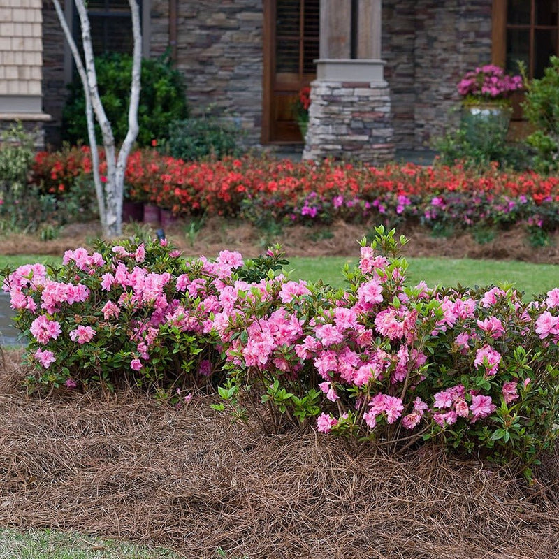 Autumn Carnation® | Encore Azalea