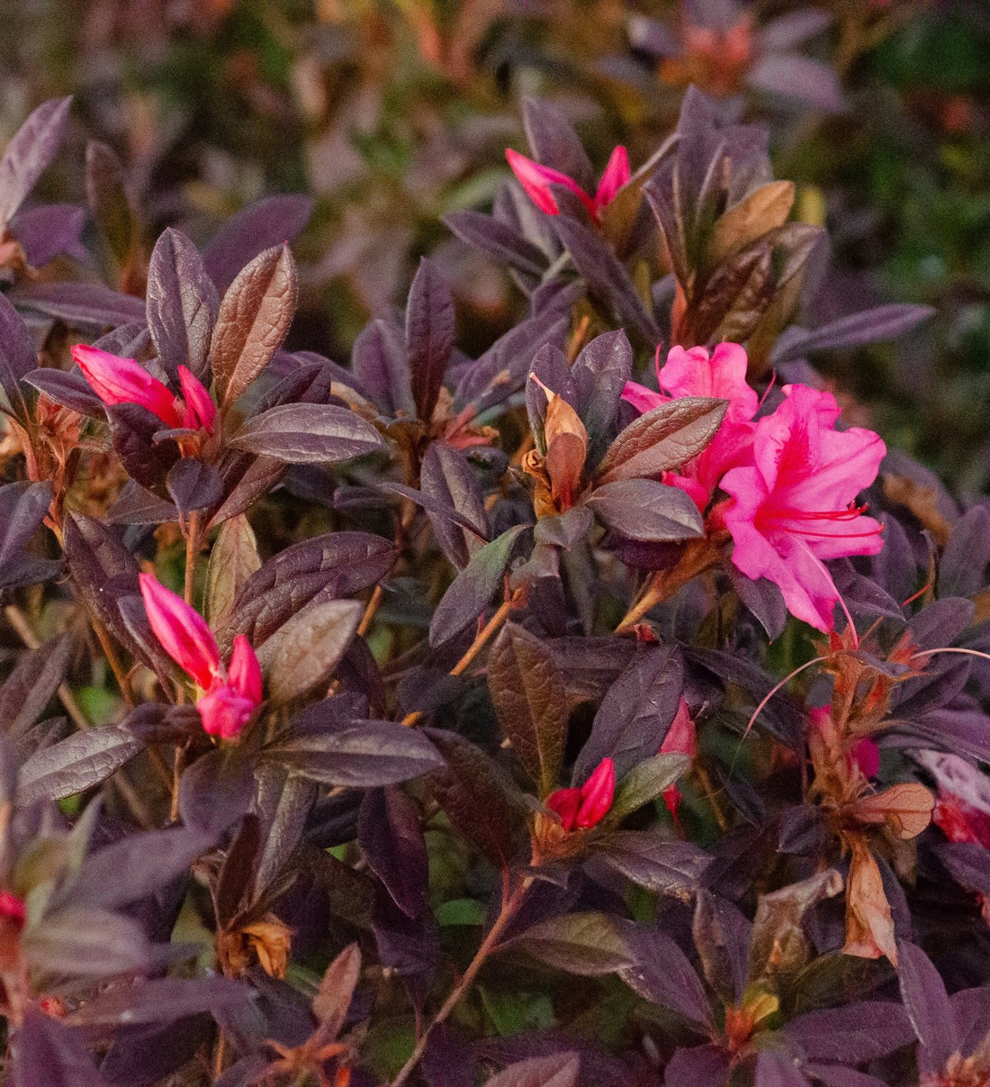 Autumn Empress - Pink Reblooming Azalea | Encore Azalea