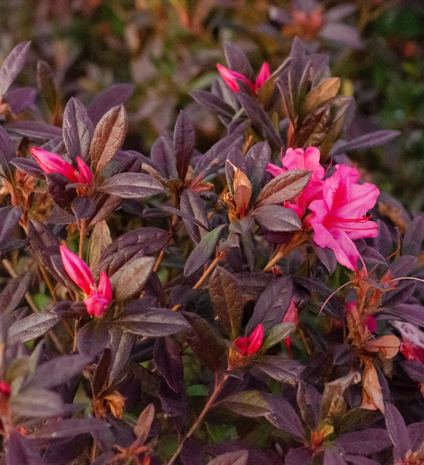 Autumn Empress - Pink Reblooming Azalea | Encore Azalea