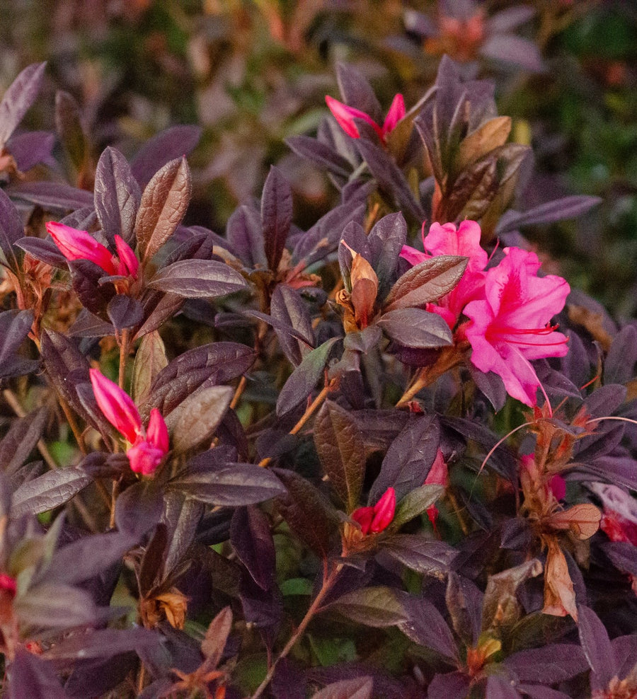 Autumn Empress - Pink Reblooming Azalea | Encore Azalea