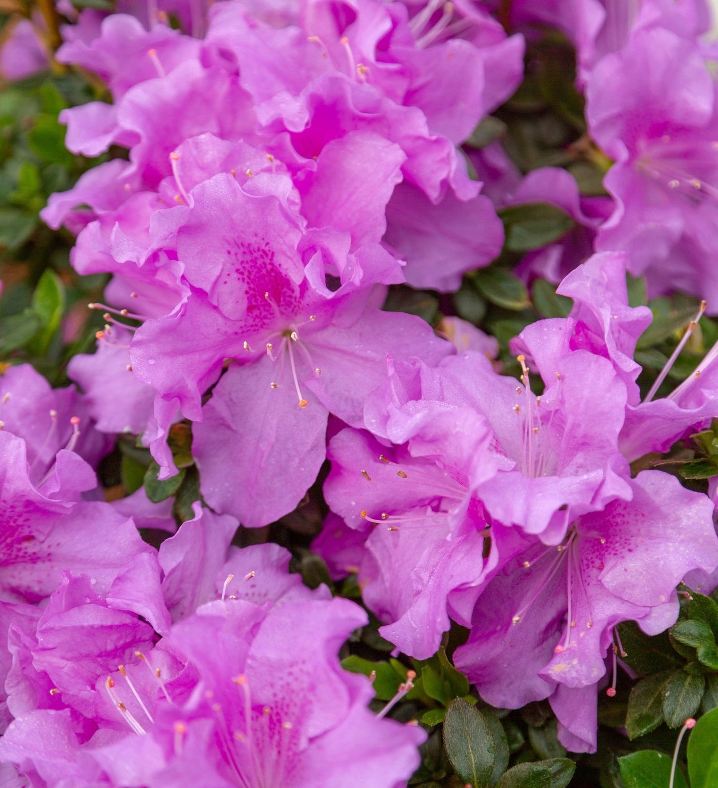 Autumn Lilac® | Encore Azalea