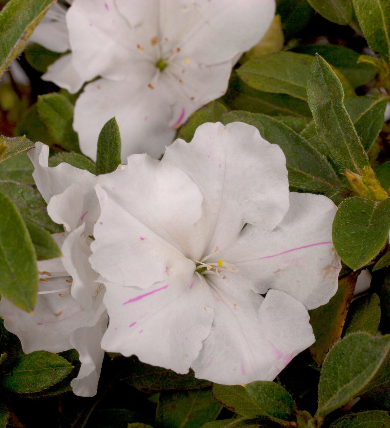 Autumn Lily® | Encore Azalea