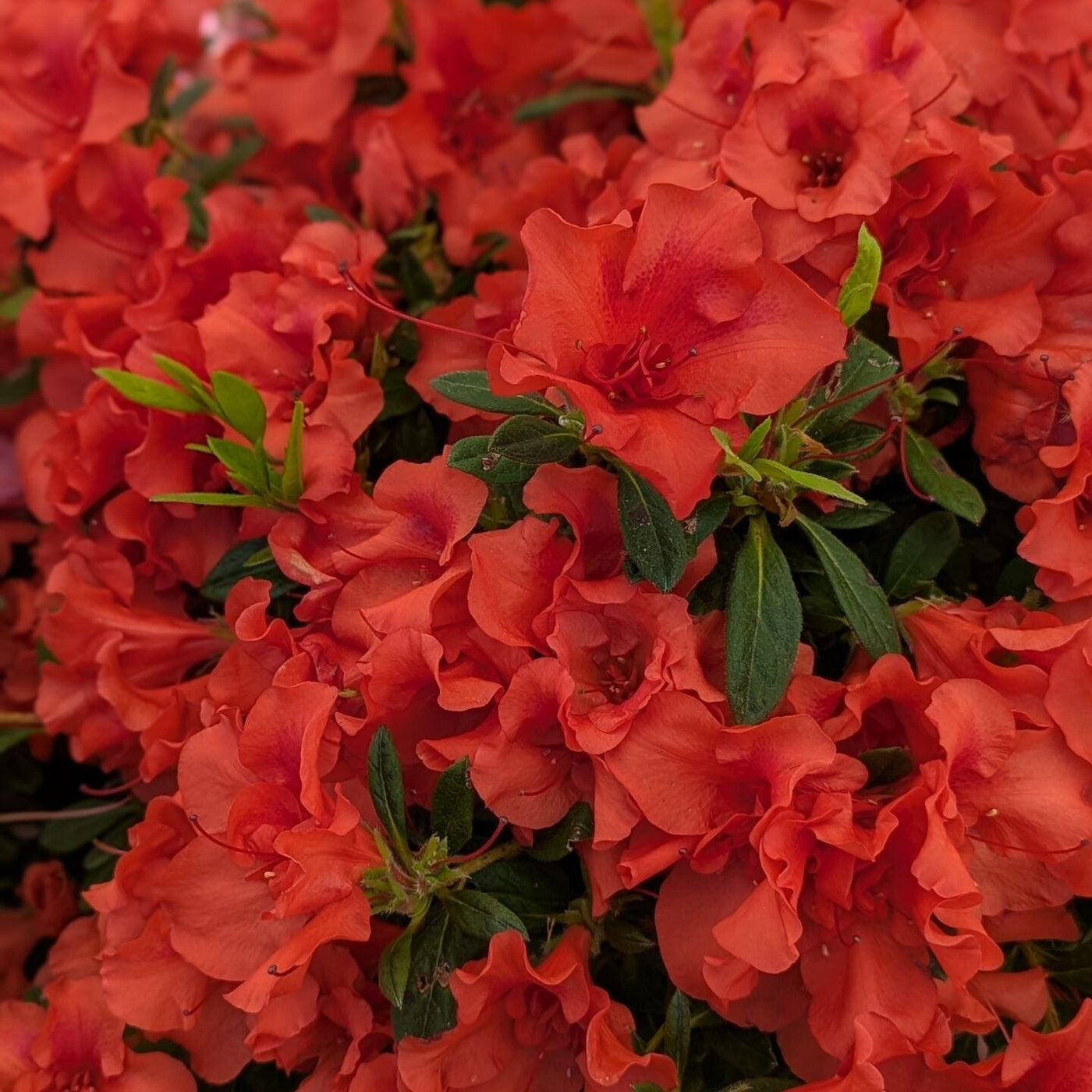 Encore Azalea Autumn Embers® - Reblooming Red Flowers