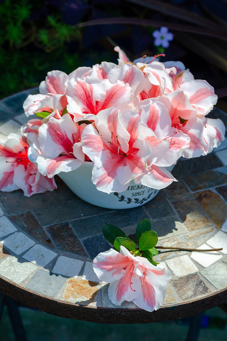 Autumn Starburst® | Encore Azalea