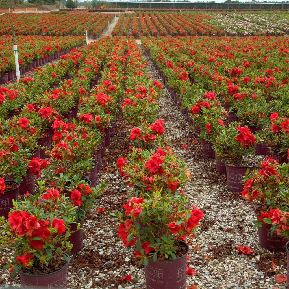 Encore Azalea Autumn Embers® - Reblooming Red Flowers