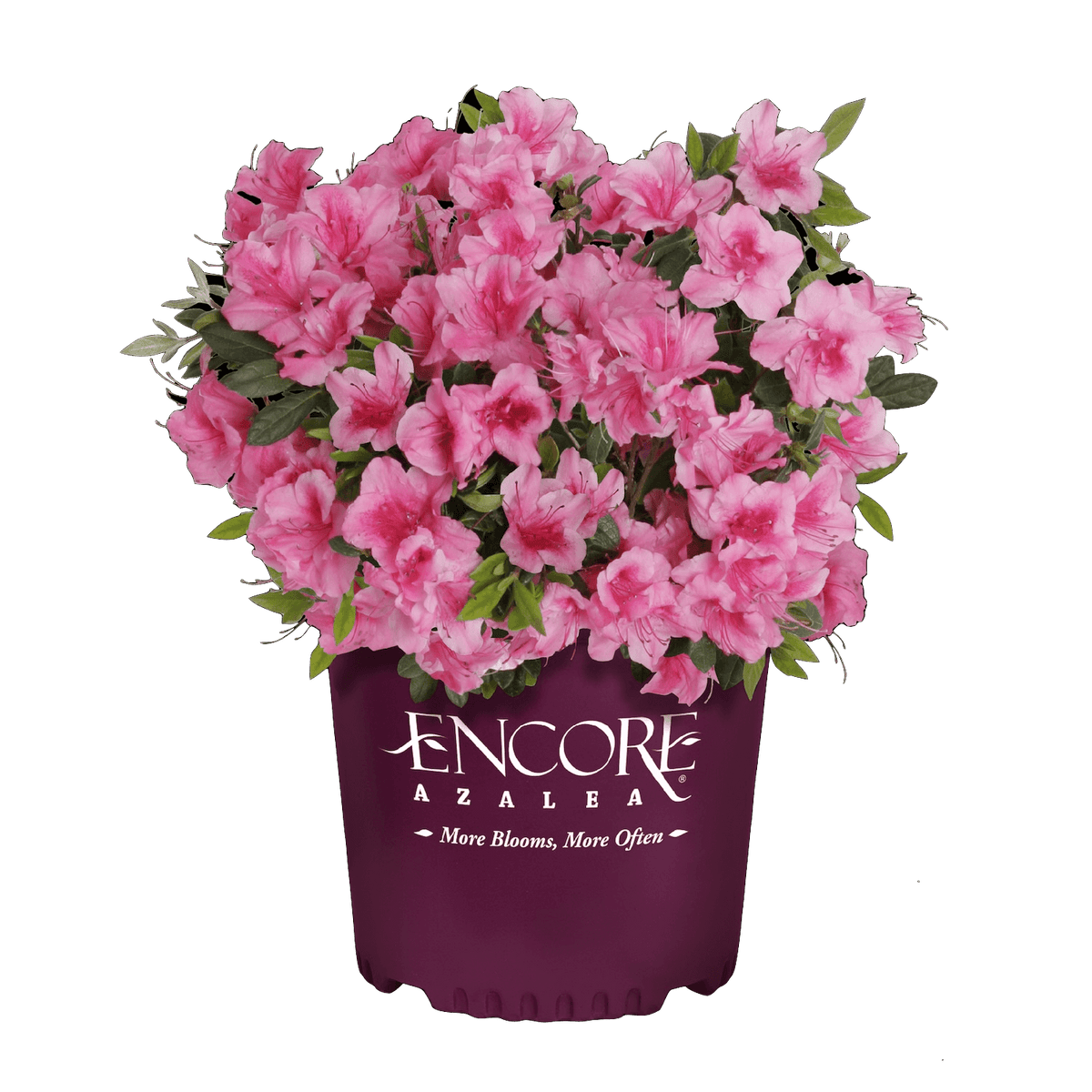 Autumn Carnival: Pink Reblooming Azalea | Encore Azalea