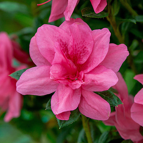 Autumn Empress - Pink Reblooming Azalea | Encore Azalea