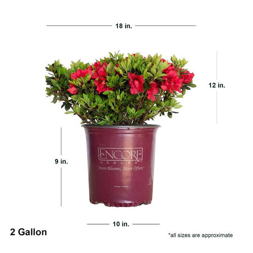 Autumn Fire® | Encore Azalea