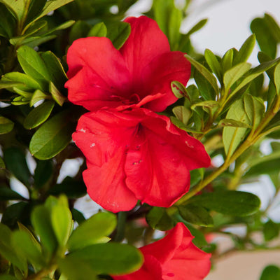 Autumn Sunset: Red Reblooming | Encore Azalea