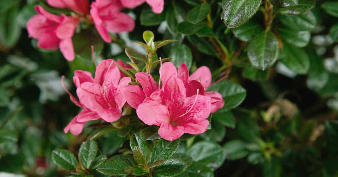 Autumn Cheer | Encore Azalea