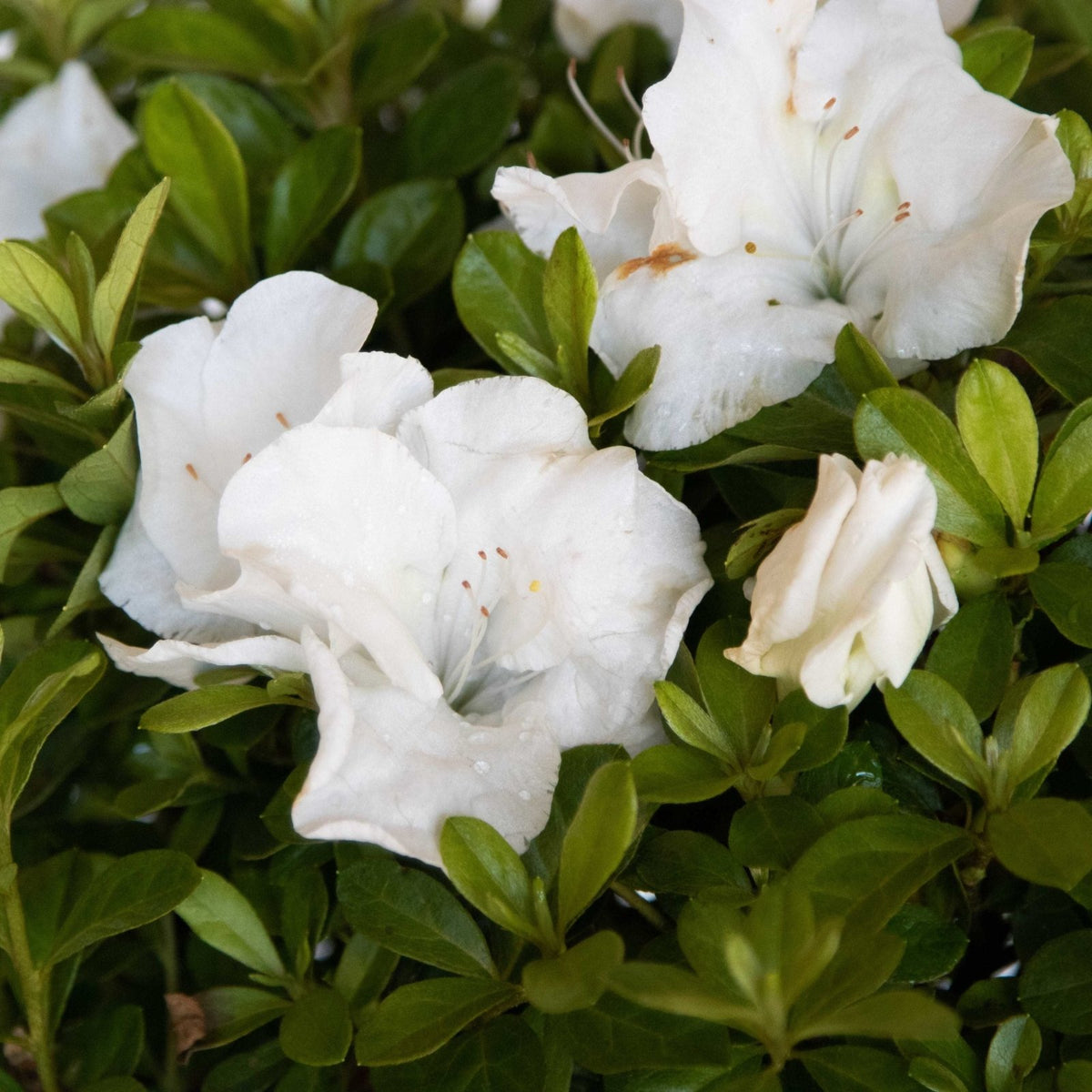 Autumn Angel - Compact White Reblooming Azalea | Encore Azalea