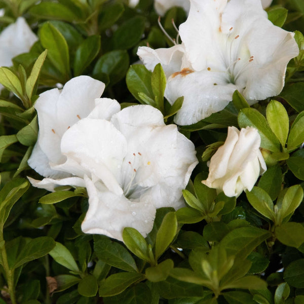 Autumn Angel - Compact White Reblooming Azalea | Encore Azalea