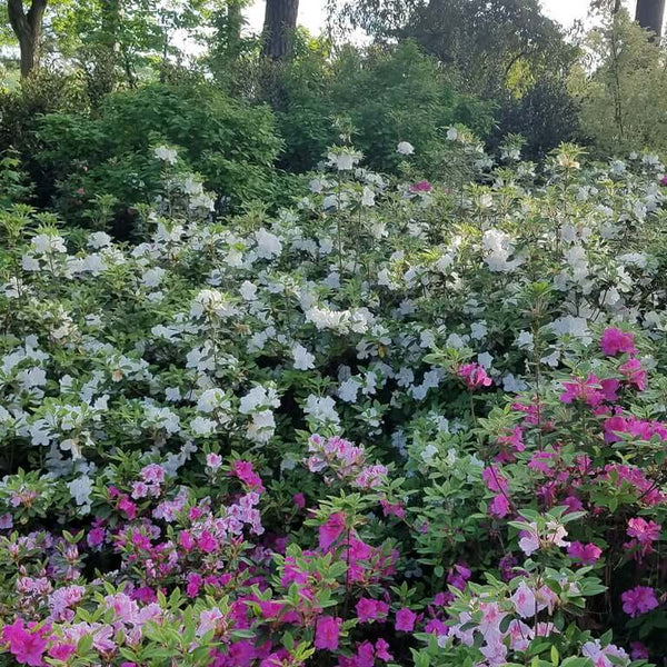 Autumn Angel - Compact White Reblooming Azalea | Encore Azalea