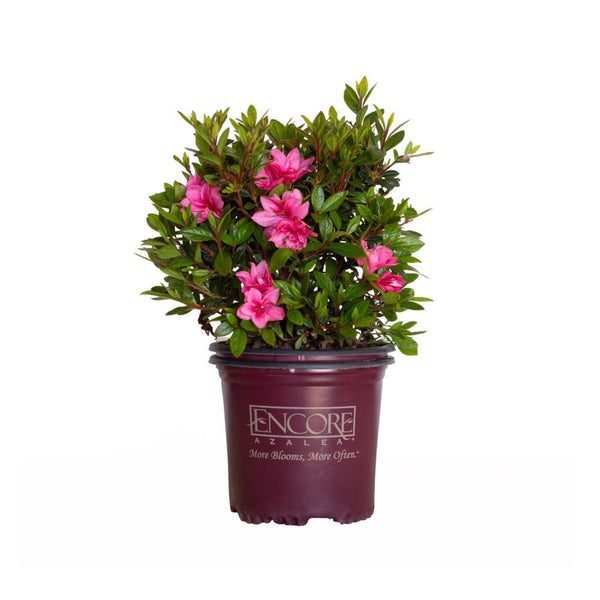 Autumn Empress - Pink Reblooming Azalea | Encore Azalea