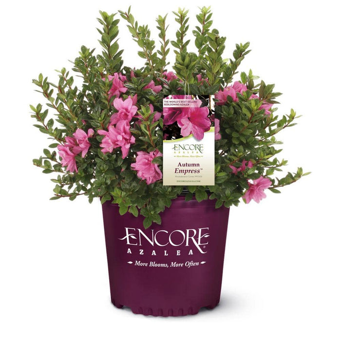 Autumn Empress - Pink Reblooming Azalea | Encore Azalea