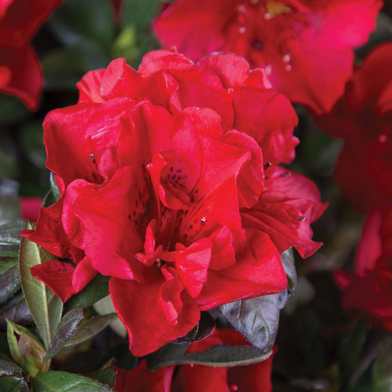 Autumn Fire® | Encore Azalea