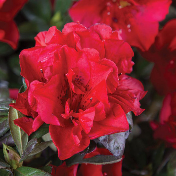 Autumn Fire® | Encore Azalea