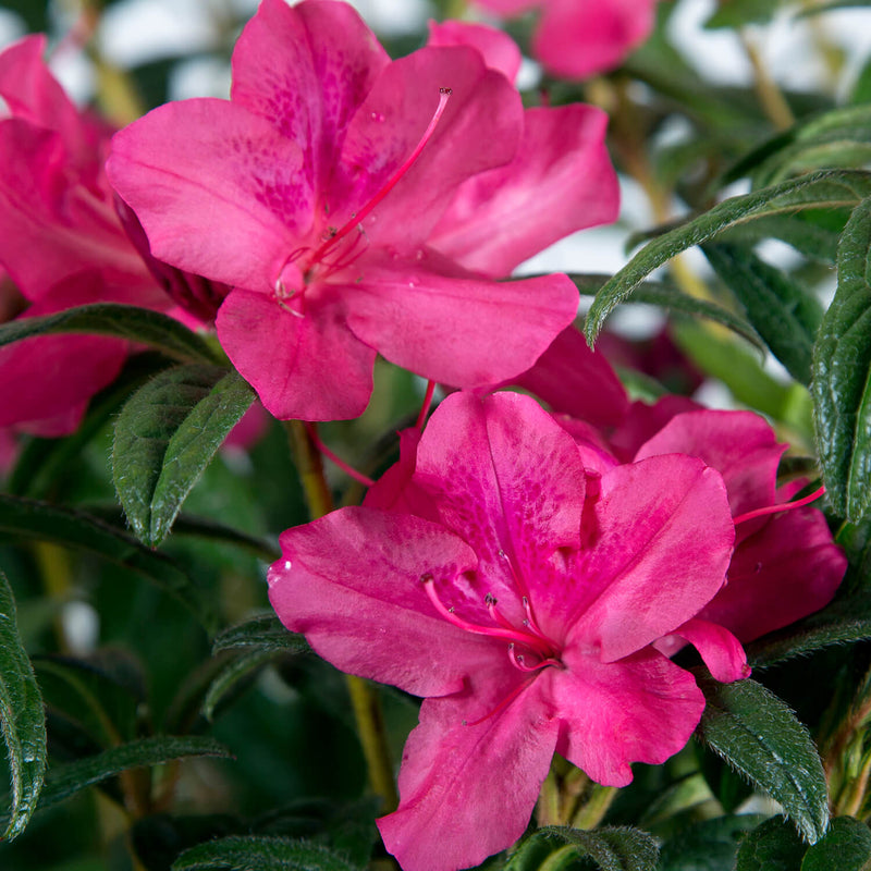 Autumn Jewel® | Encore Azalea