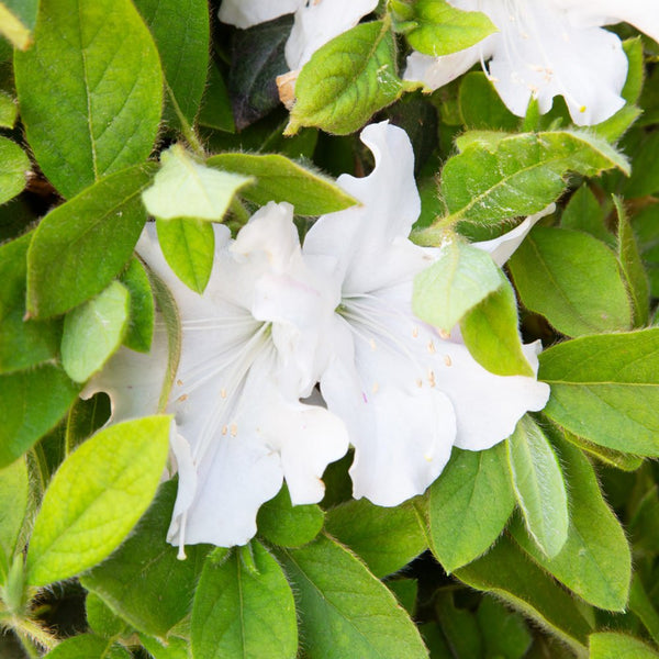 Autumn Lily® | Encore Azalea