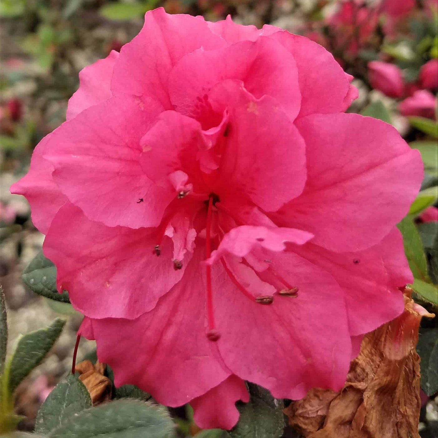 Autumn Rouge: The Orginal Reblooming Azalea | Encore Azalea