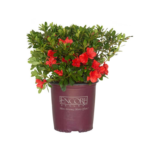 Autumn Sunset: Red Reblooming | Encore Azalea