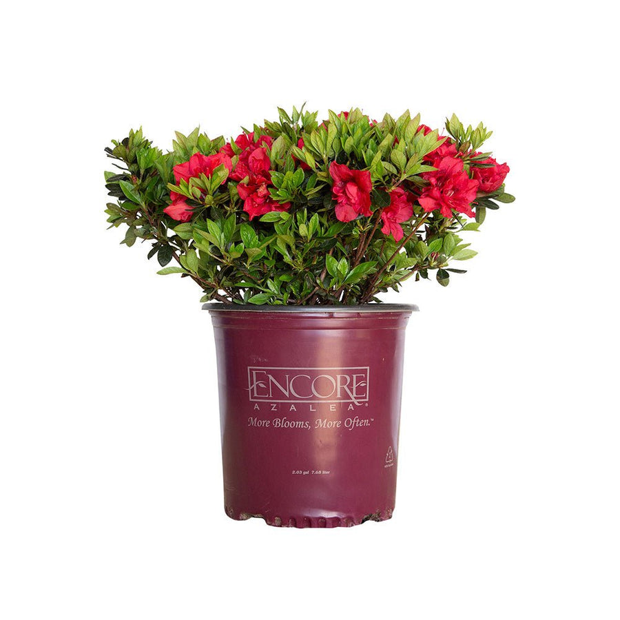 Autumn Fire® | Encore Azalea