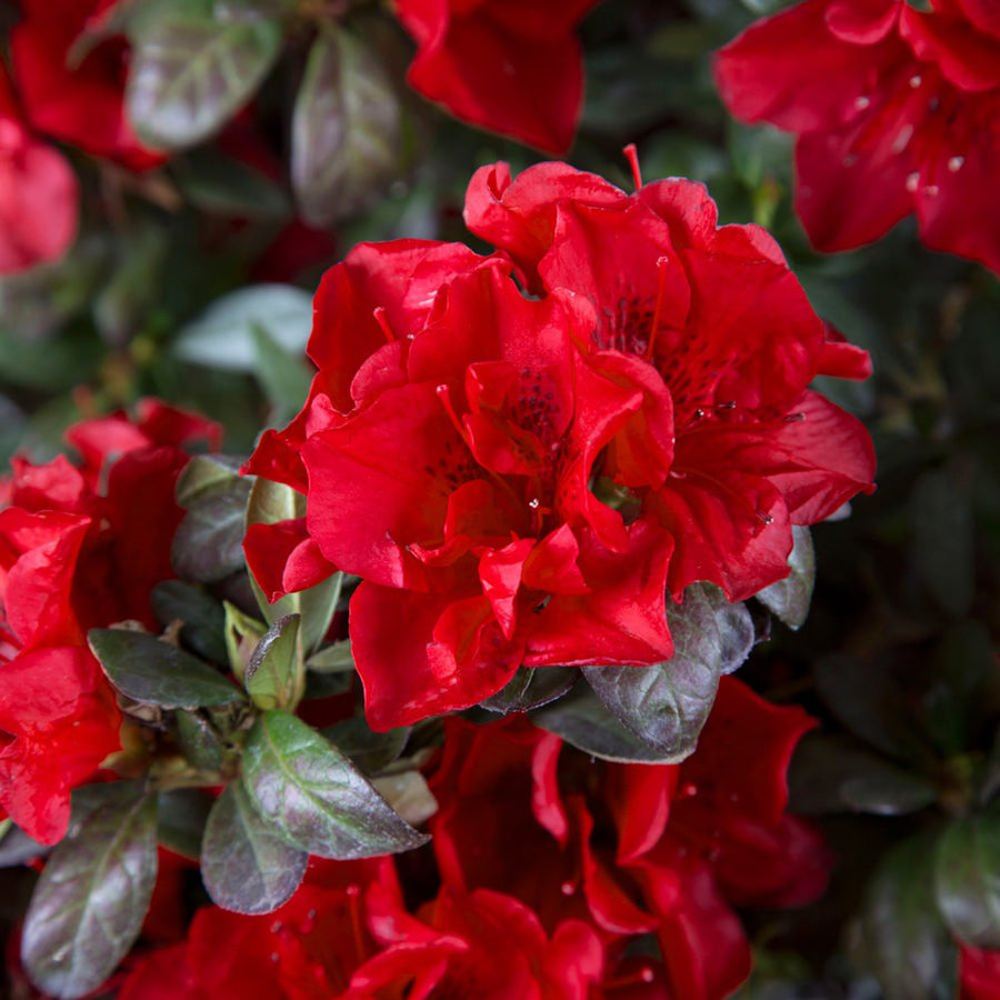 Autumn Fire® | Encore Azalea