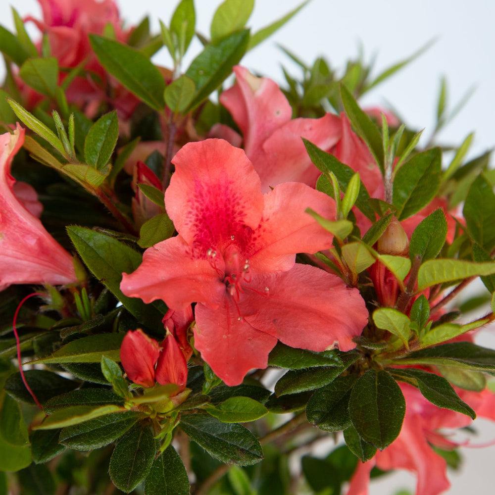 Autumn Coral - Compact, Pink, Reblooming Azalea | Encore Azalea