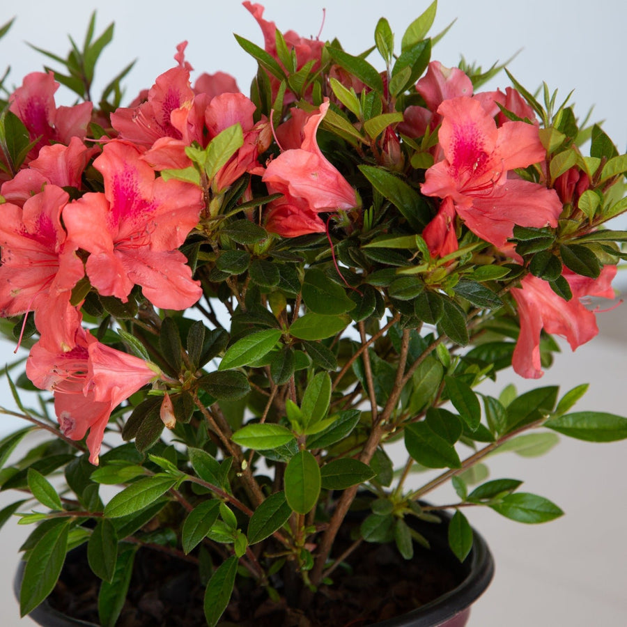 Autumn Coral - Compact, Pink, Reblooming Azalea | Encore Azalea