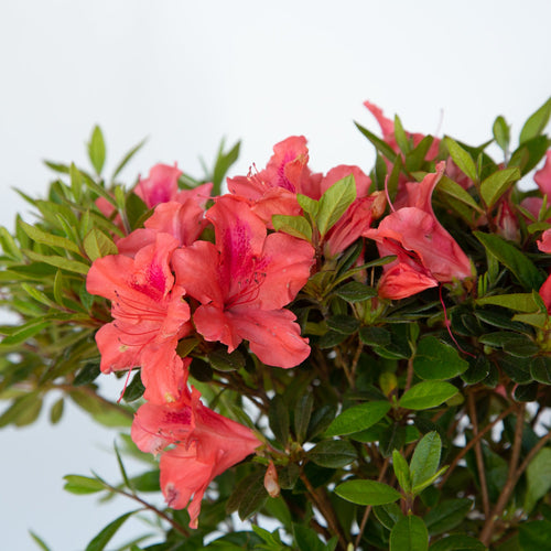 Autumn Coral - Compact, Pink, Reblooming Azalea | Encore Azalea
