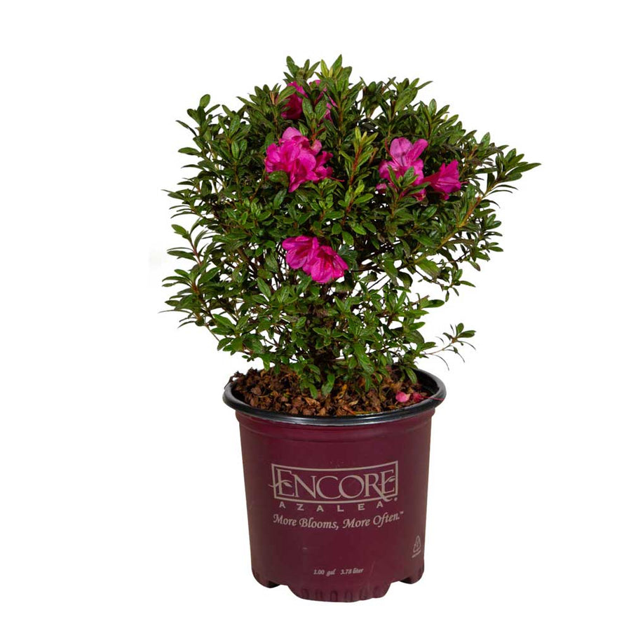 Autumn Jewel® | Encore Azalea
